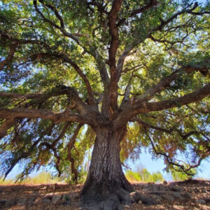 Retreats & Events | Topa Institute